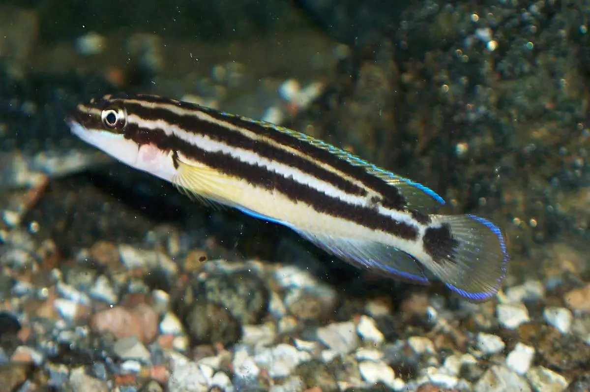 Yulidochromis ornatus má charakteristickou pruhovanou barvu.