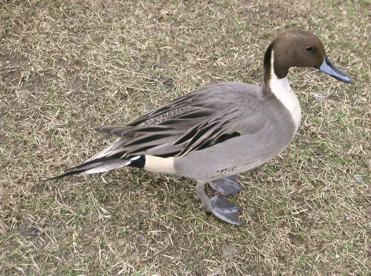 Pintail (Anas acuta).