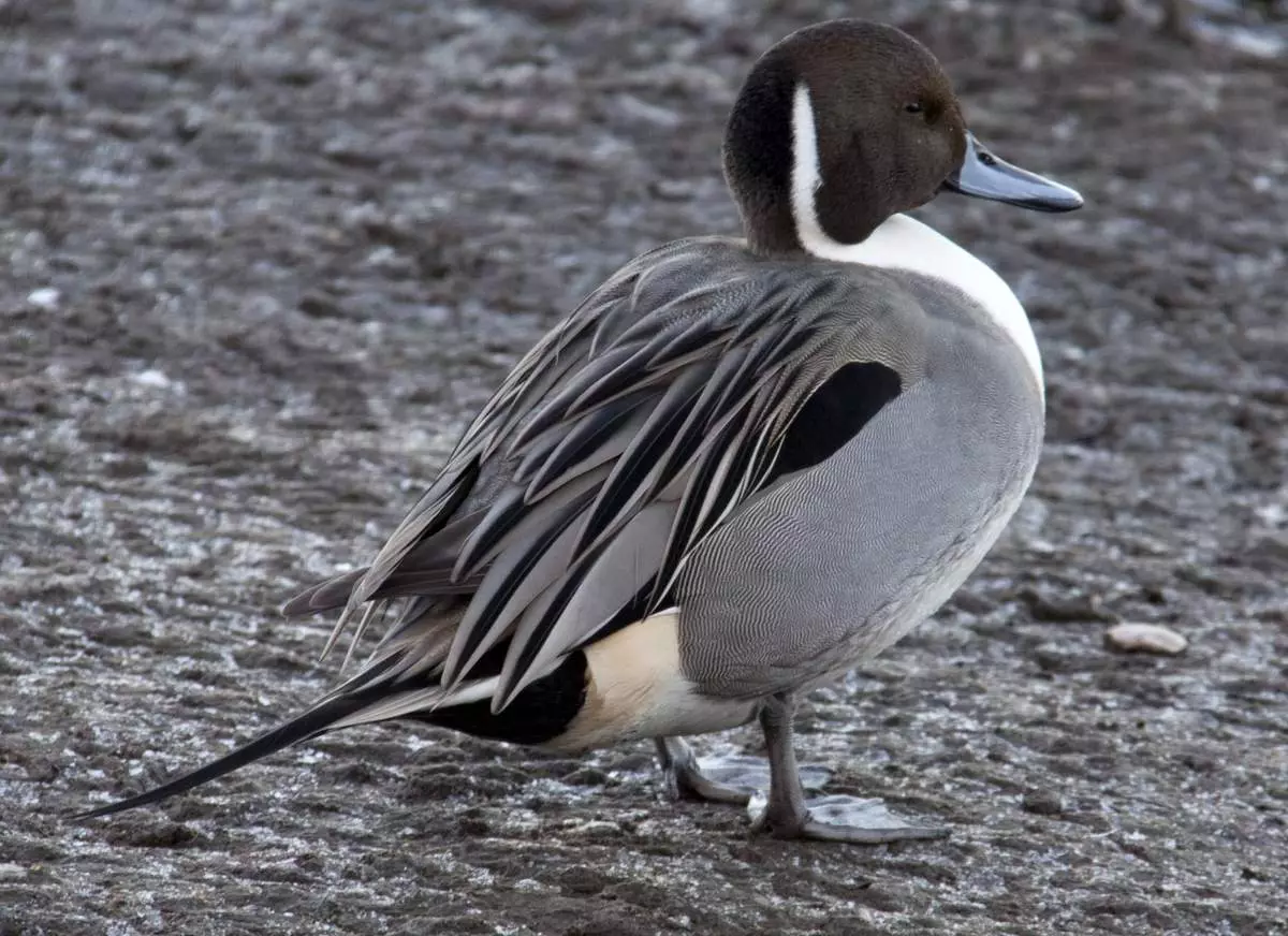 Vetëm meshkujt kanë pendë të kundërta në pintails.