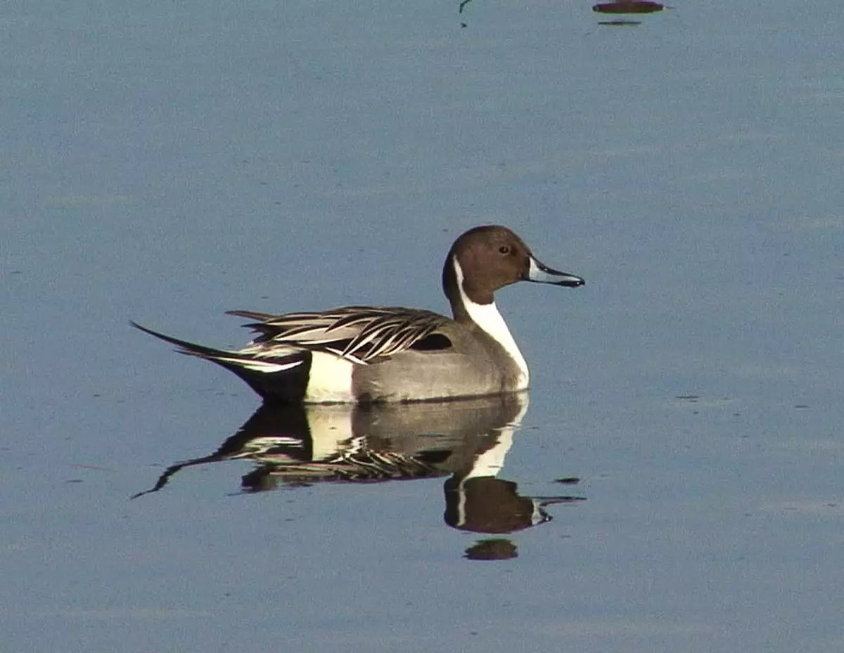 Pintail е роднина на патки.