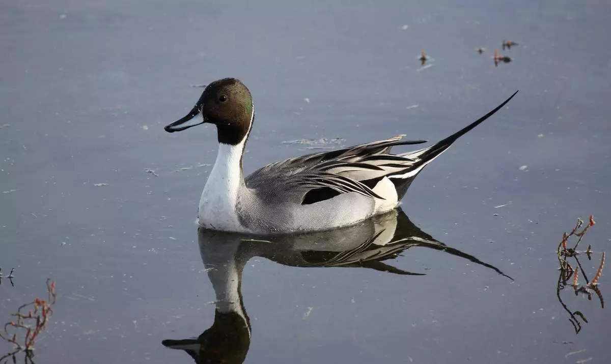 オナガガモは渡り鳥です。