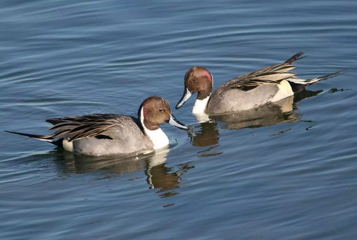 Hanar av pintails på dammen.