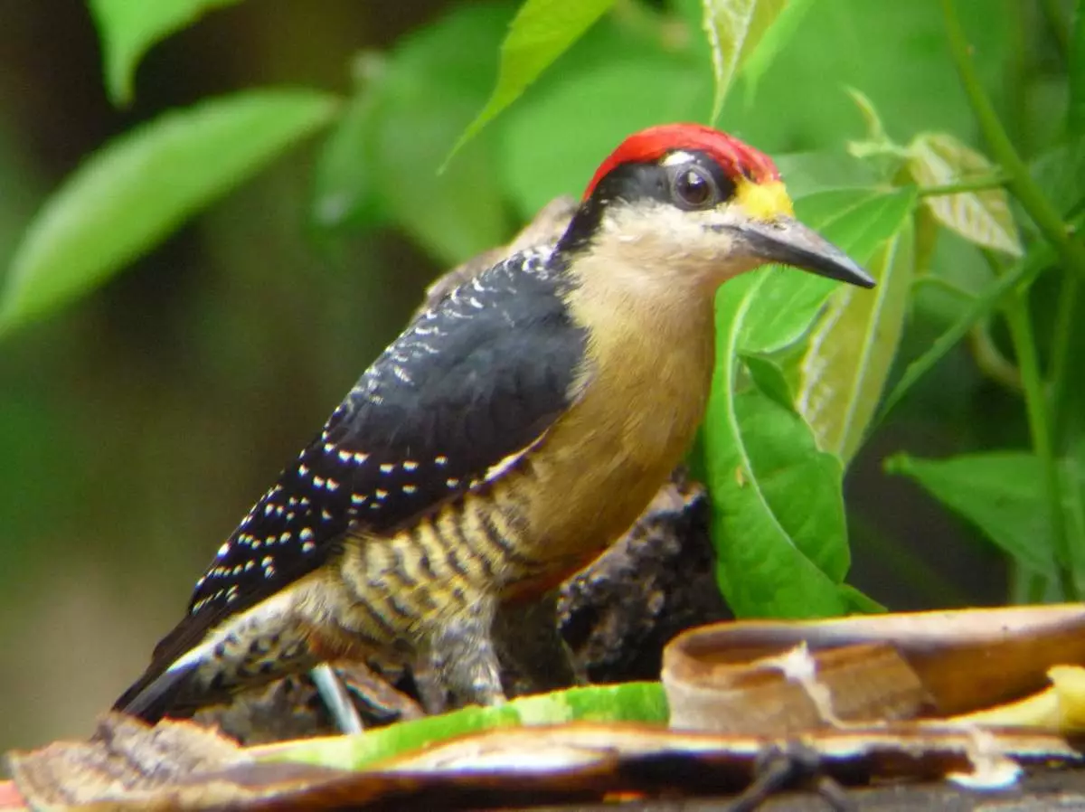 Svartkinnade melanerpes (Melanerpes pucherani).