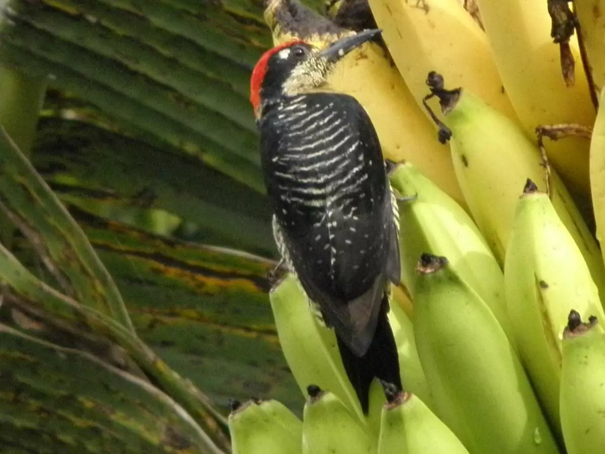 Os pica-paus de bochecha preta são freqüentemente encontrados em plantações de banana abandonadas.