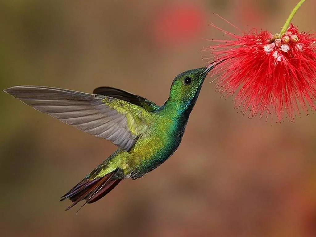 Hiji manuk leutik anggun - manuk kolibri.