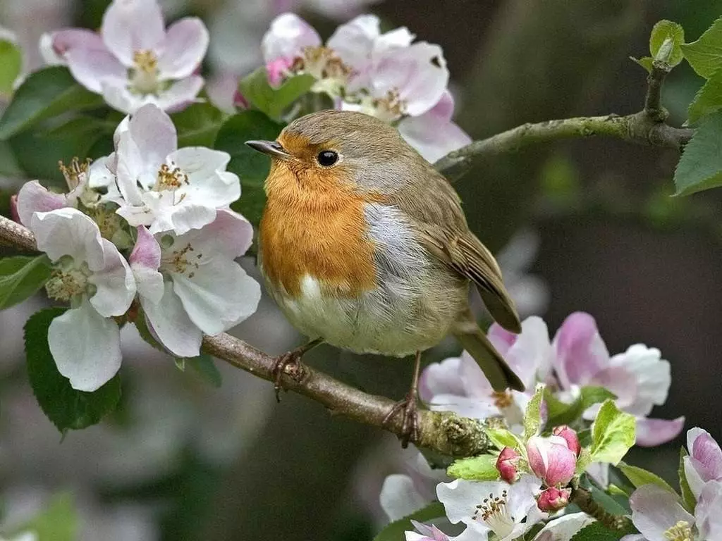 Manuk Robin.