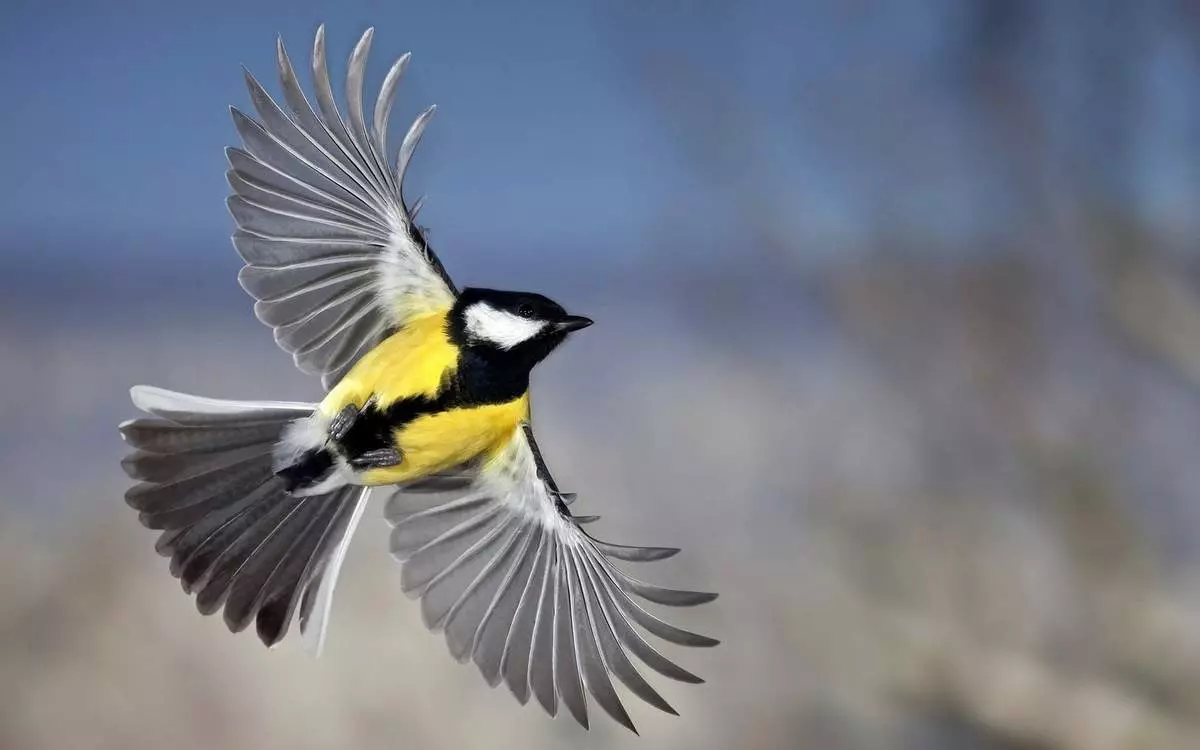 Titmouse mangrupikeun lambang usum salju Rusia.