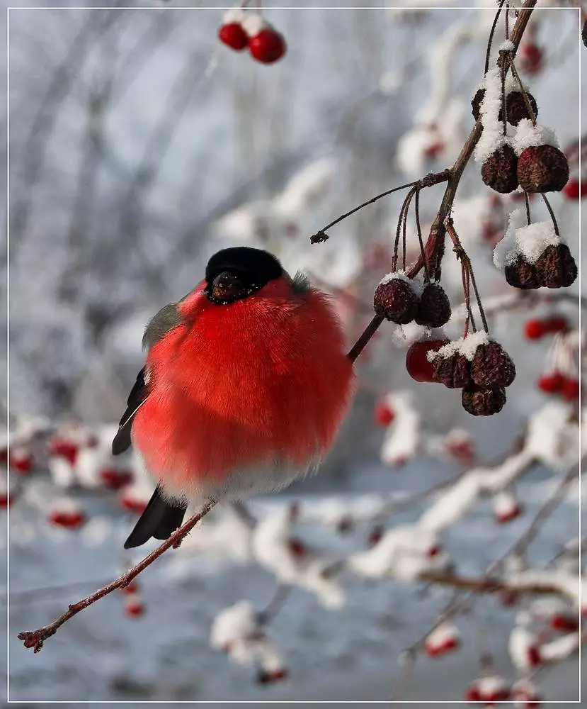 Bullfinch beureum-breasted.