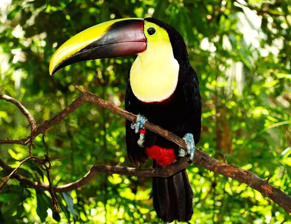 Touchan mangrupikeun manuk anu katenjo pisan.