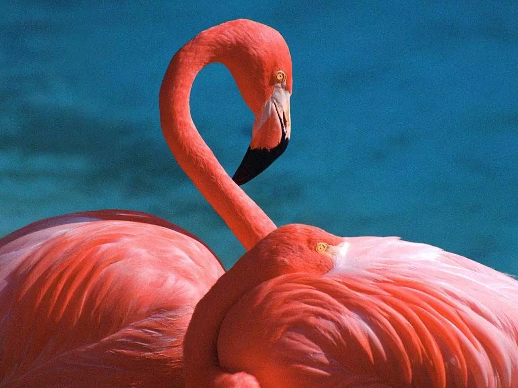 Gülgüne flamingo.