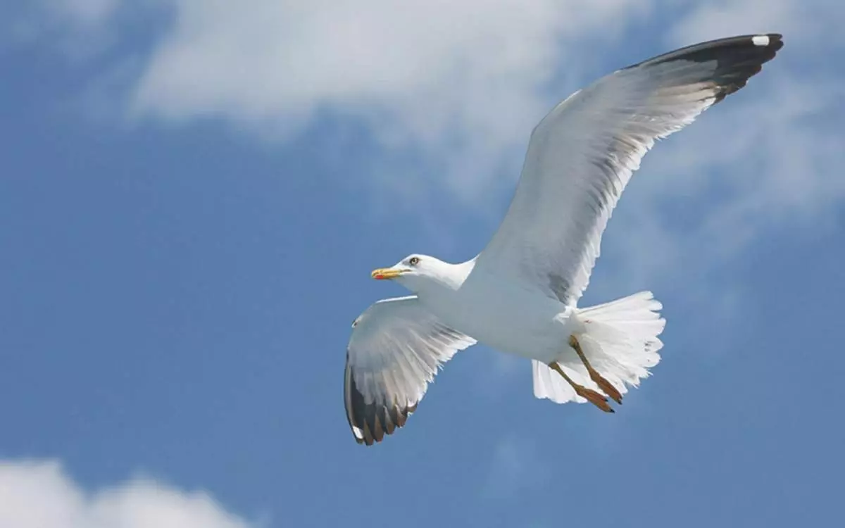 Pangeusi laut mangrupikeun manuk camar.