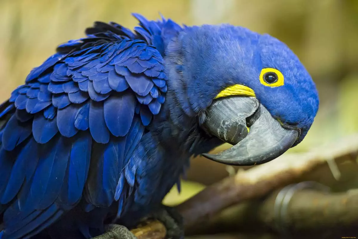 Ένα σπάνιο δείγμα είναι το μπλε macaw.