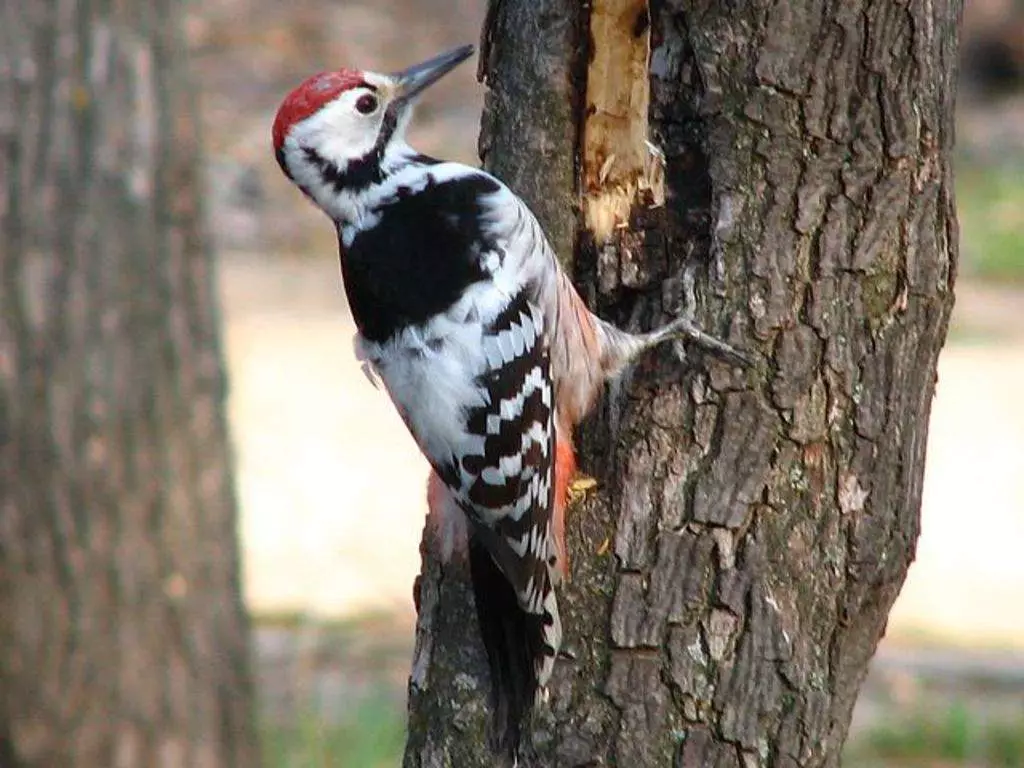 Leuweung anu tartib nyaéta manuk leuweung.