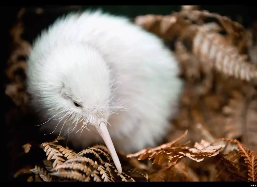 Manuk Kiwi.