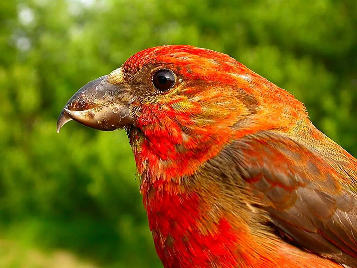 Parrot Russia - crossbill.