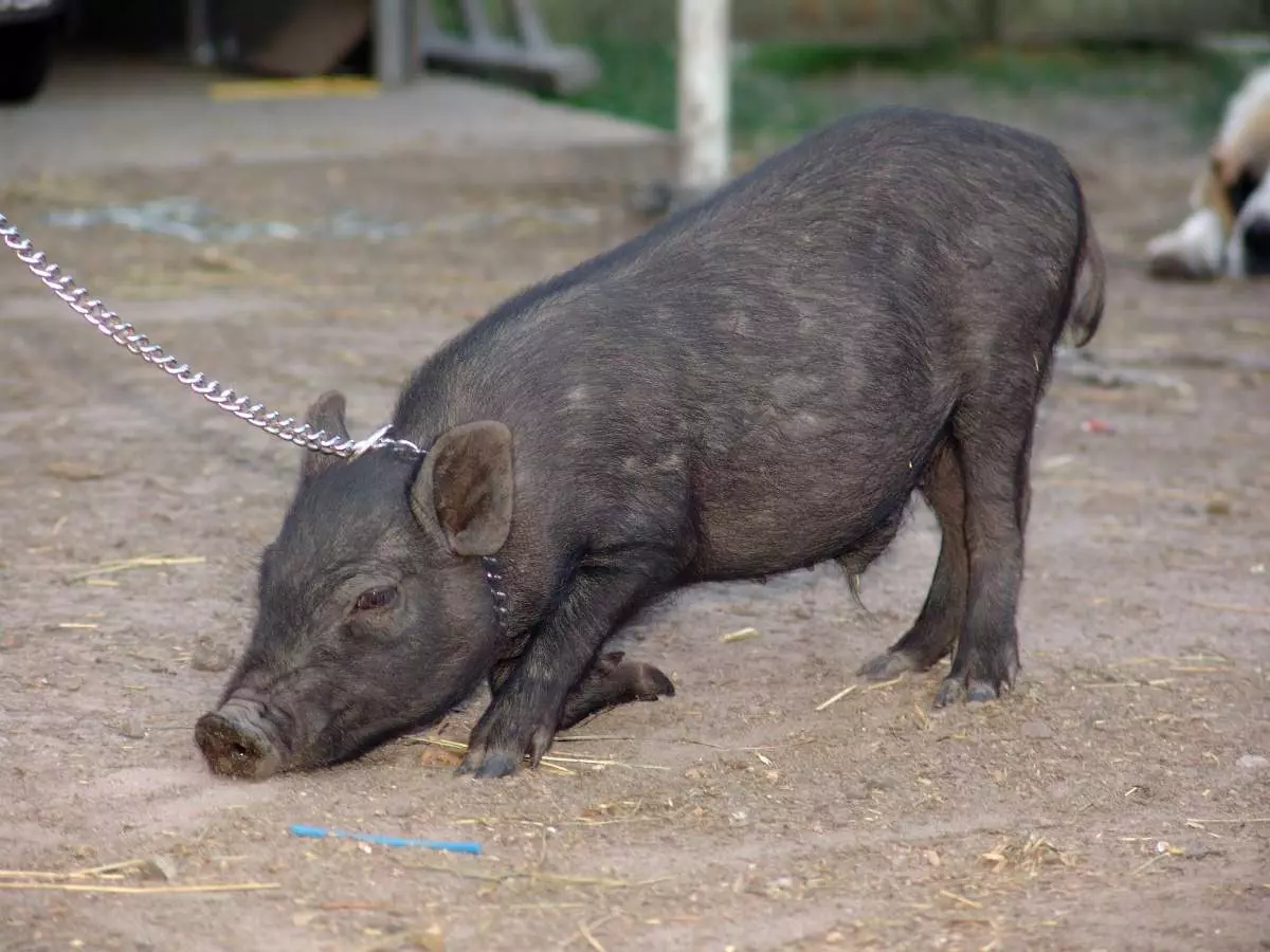 Das Schwein ist nicht an der Leine ... Vor 10 Jahren hätte es für einen Überraschungssturm gesorgt. Heute ist es eine häufige Erscheinung.