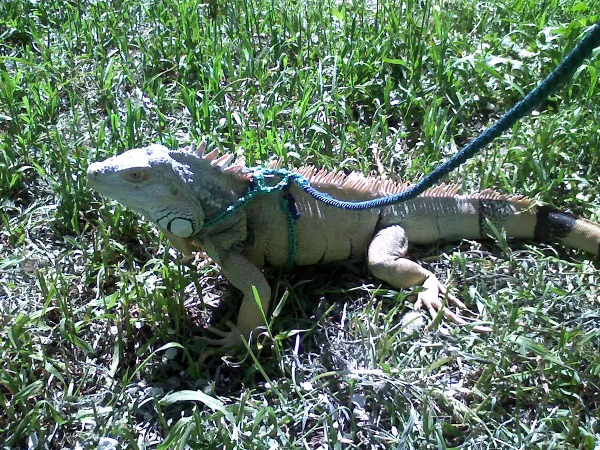 El invitado exótico ahora está caminando por el césped de la ciudad.