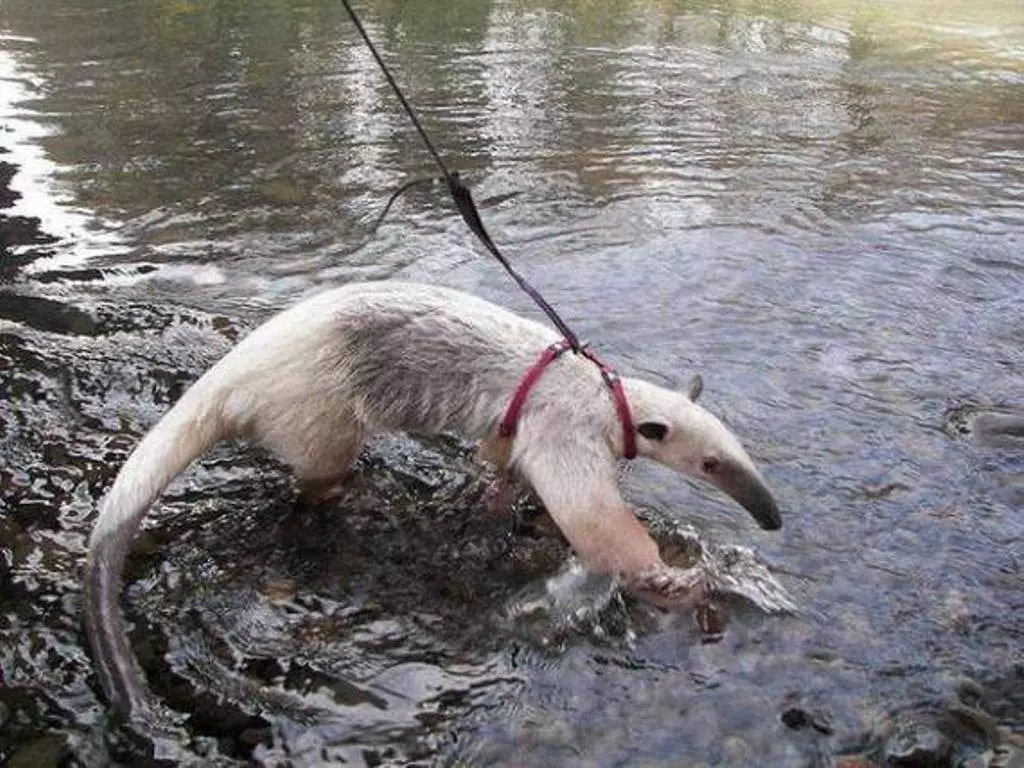 Anteaters huma miżmuma wkoll bħala annimali domestiċi. Nistaqsi fejn is-sidien tagħha jiksbu ikel naturali għal dawn l-annimali (nemel u termiti)?