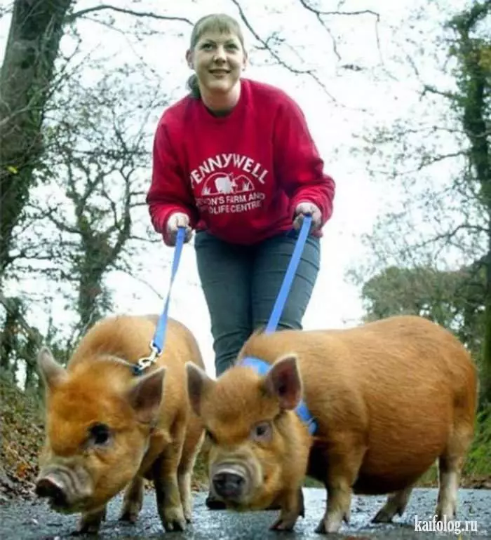 Decoratieve varkens zijn een andere ongebruikelijke optie voor exotische liefhebbers.