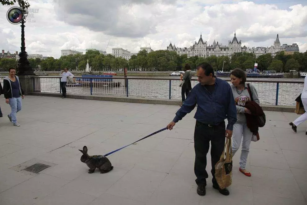 Paseando un conejo por el terraplén de la ciudad.