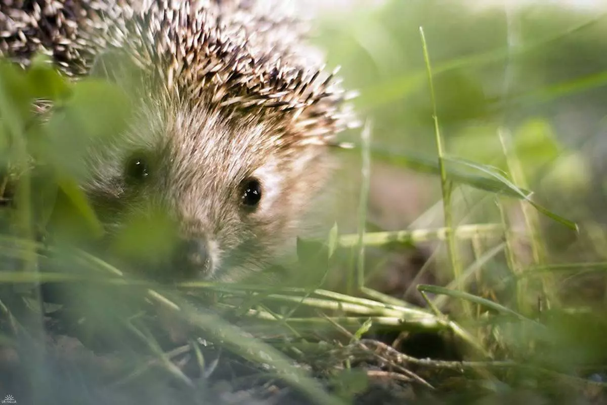 ຕາມກົດລະບຽບ, hedgehogs ອອກຈາກບ່ອນລີ້ຊ່ອນຢູ່ໃນຄວາມມືດ.