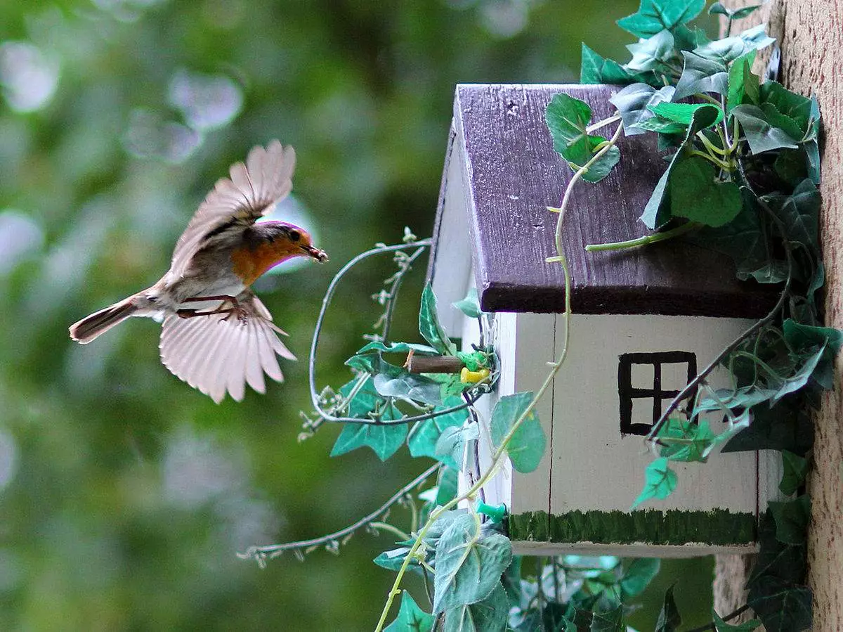 The easiest way to attract birds to your garden is to feed them.