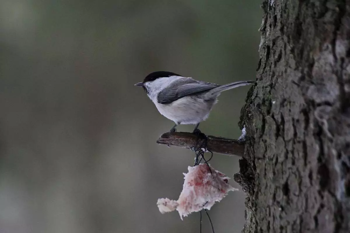 Seeds, pieces of fruit are suitable as a treat for birds.