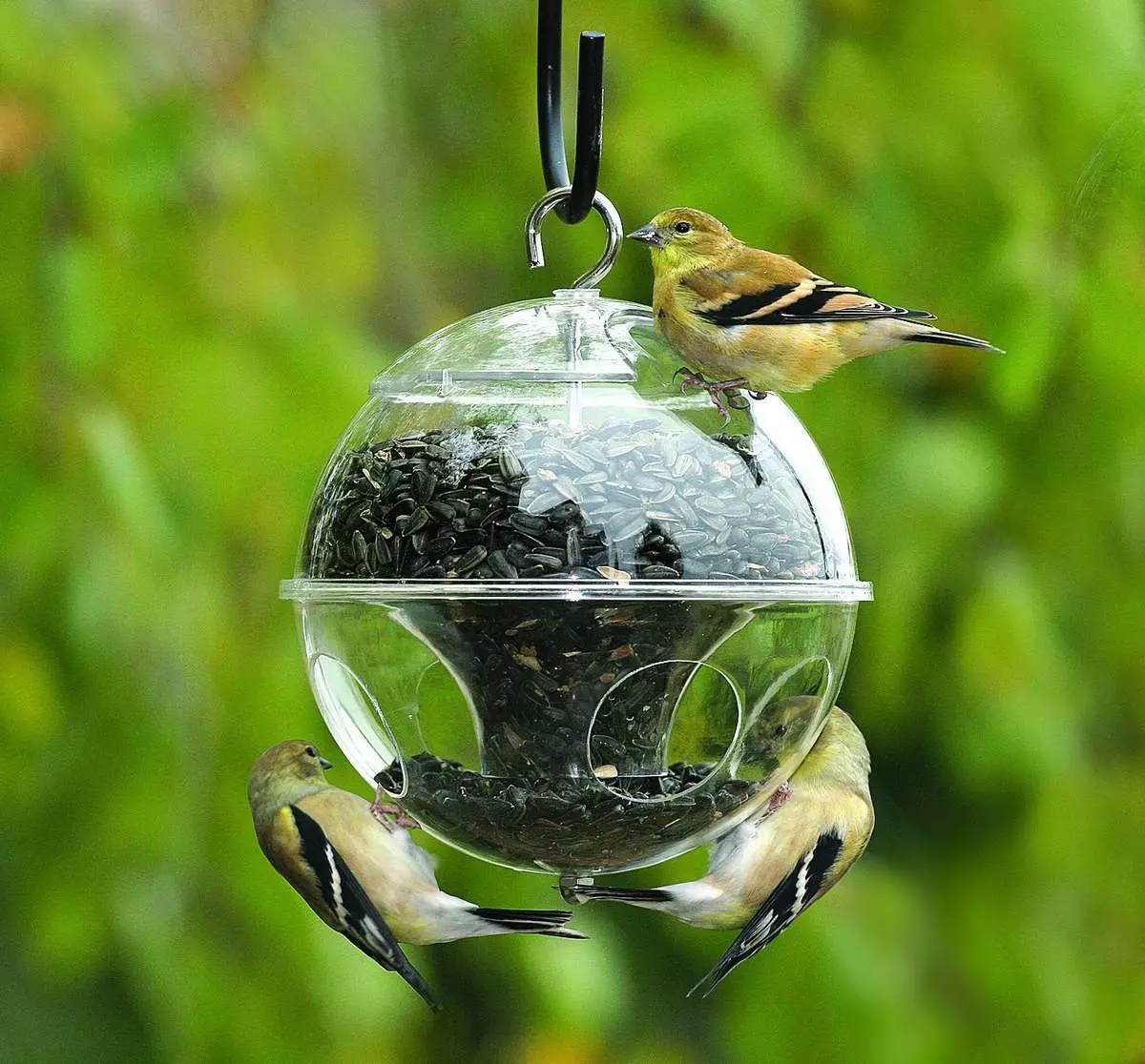 An elegant transparent garden feeder.