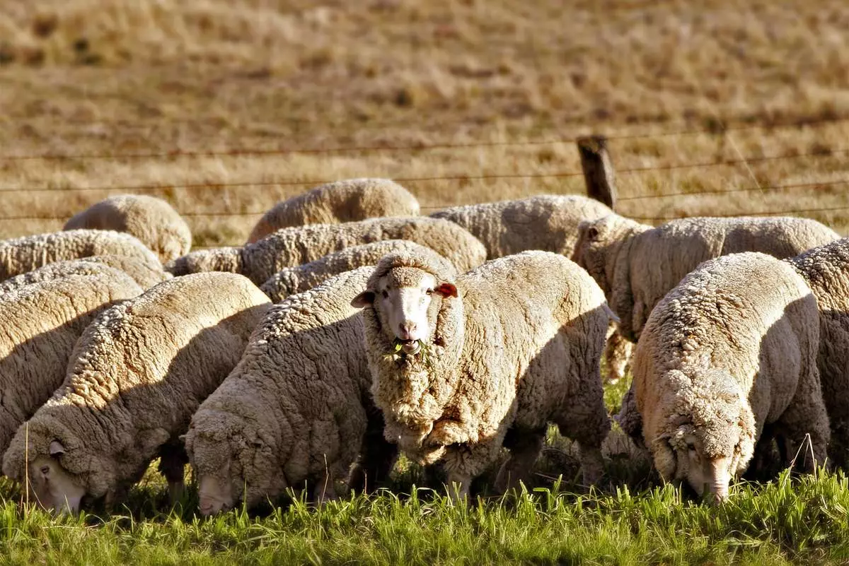 Desinsektioun erlaabt Iech vun Zecken, Fléi an aner Parasiten op der Haut vun engem Schof lass ze ginn.