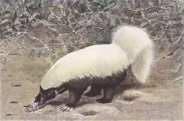 Balta nugaros skunk (Conepatus mesoleucus).