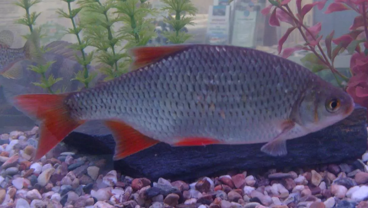 Руд (Scardinius erythrophthalmus).