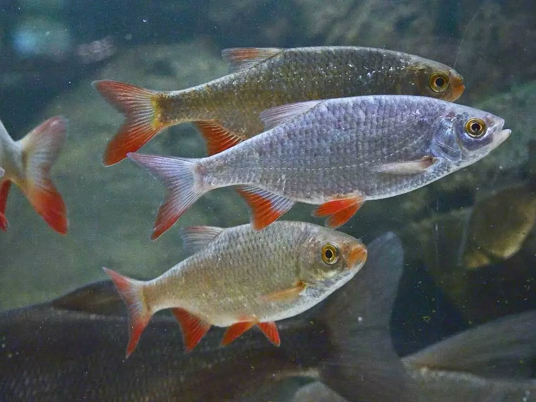 It uterlik fan 'e roer ferskilt fan oare fisken fanwegen syn ljochte reade finnen.