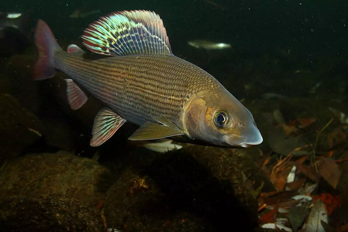 유러피언 그레이링(European grayling): 독특한 모양의 물고기