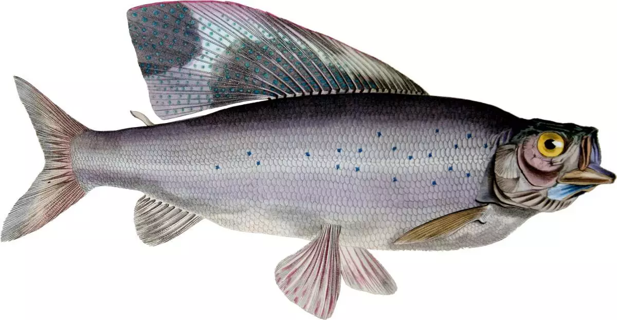 Grayling은 매우 귀중한 상업용 물고기입니다.