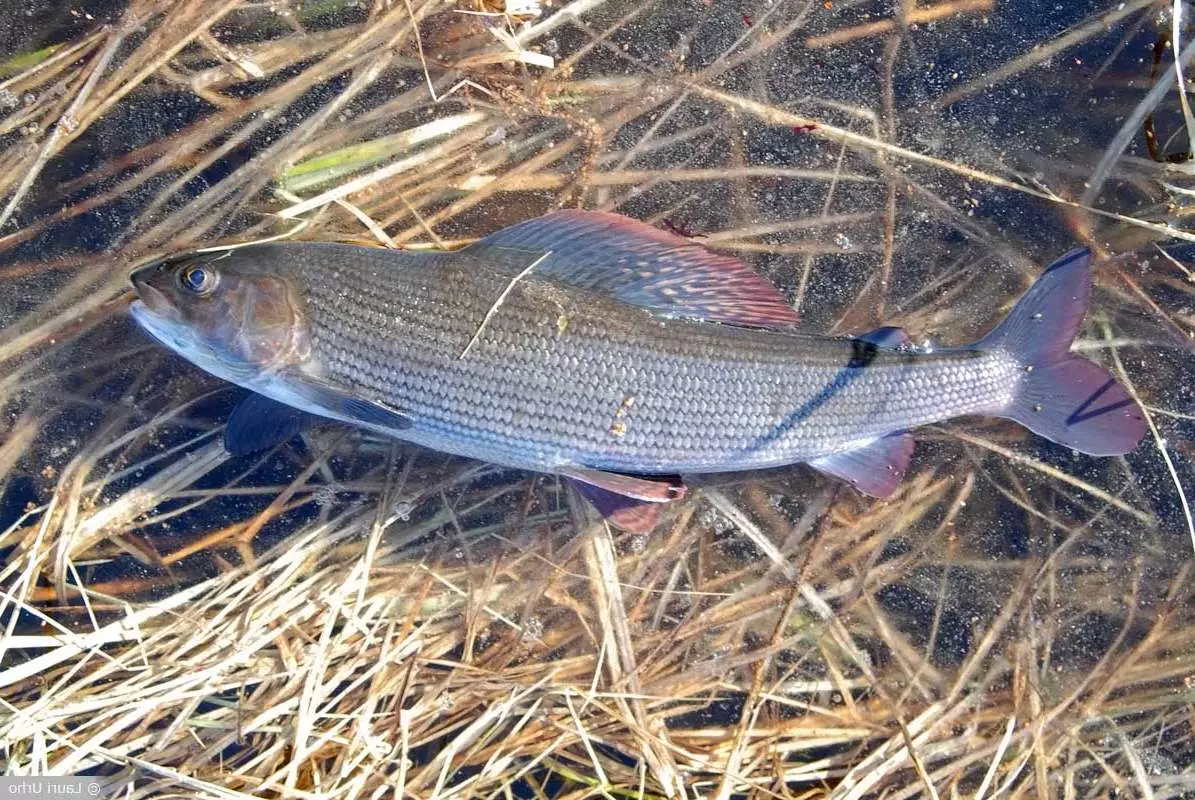 L'ombre européen, atteignant des tailles particulièrement grandes, devient de véritables poissons prédateurs.