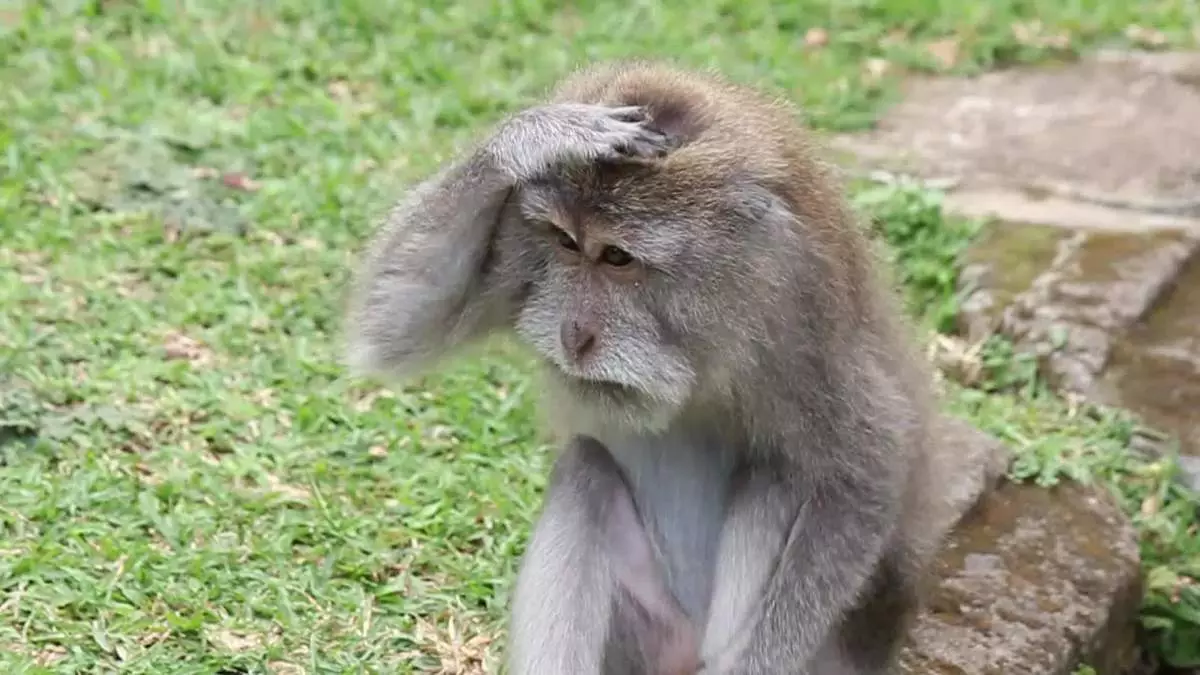 It looks like this monkey's head itches from great intelligence - look - what smart eyes it has.