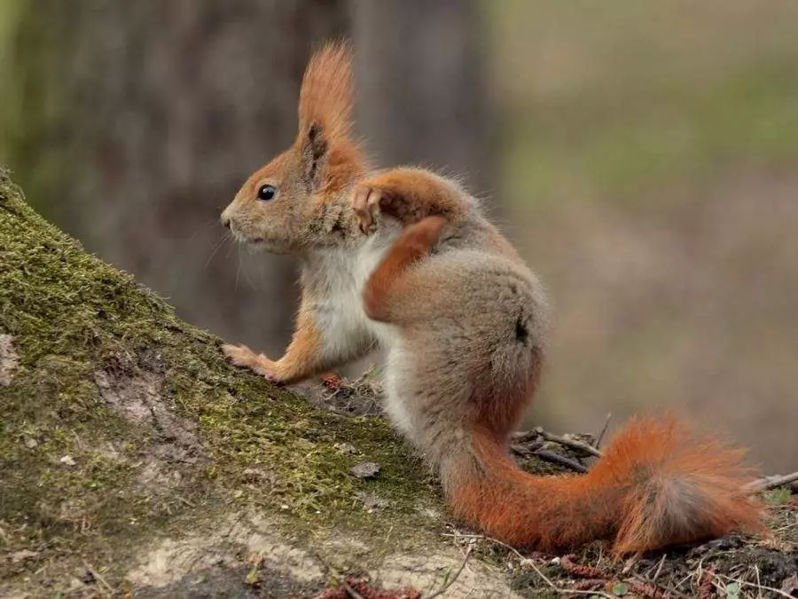 To scratch the armpit, the inventive squirrel decided to reach it with its hind paw.