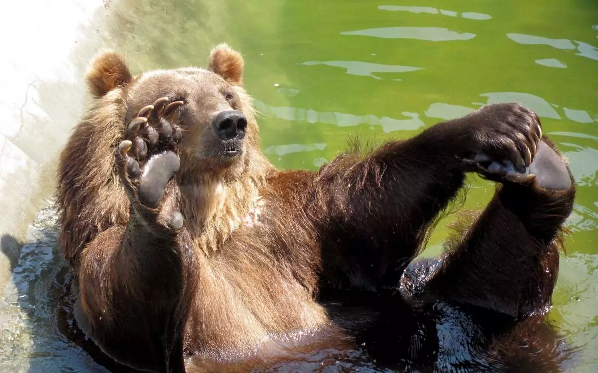 O oso decidiu non filosofar: só caeu de costas e rabuñou tranquilamente as patas.