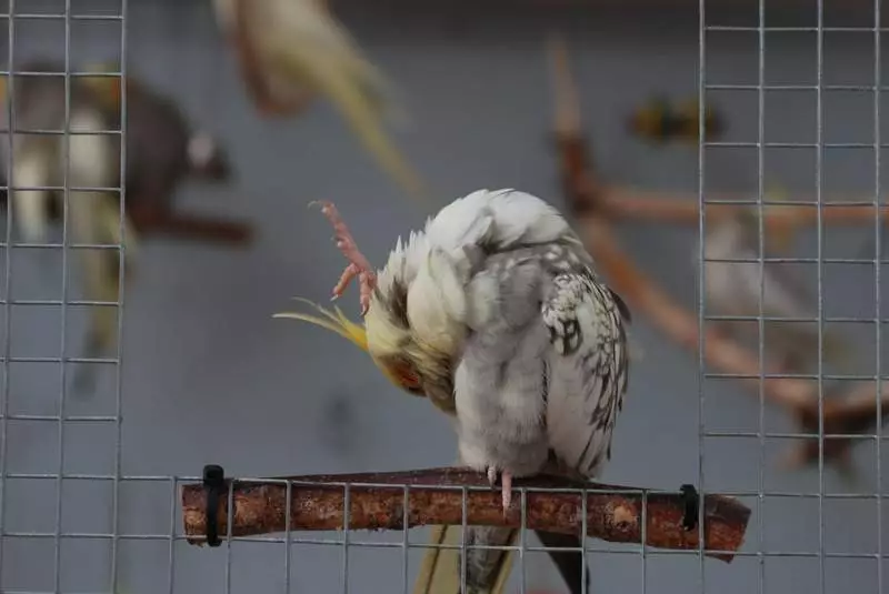 鳥はアクロバットの素晴らしさ、そして