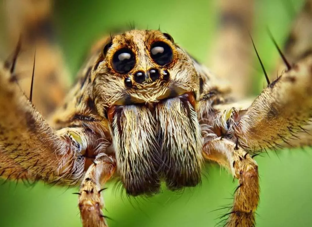 Animais de cerca: unha selección única de fotos 13544_14