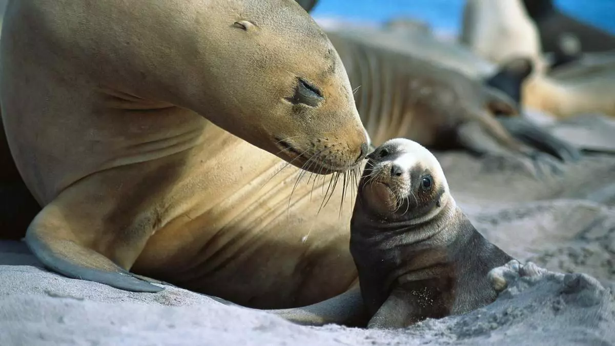 Animais de cerca: unha selección única de fotos 13544_15