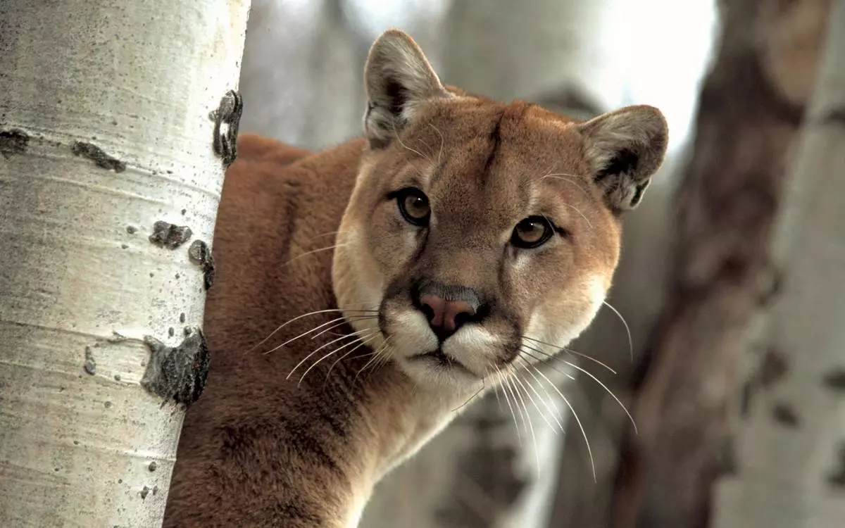 Cougar naék kana kebon birch.