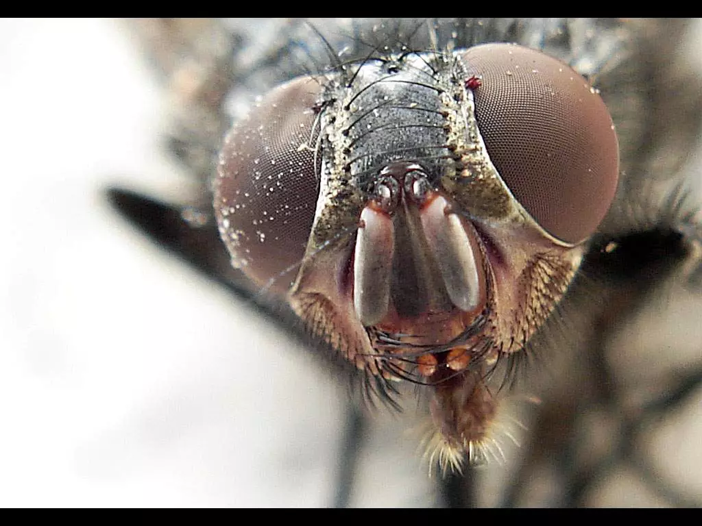 Recoñecedes? Este é o primeiro plano dunha mosca.