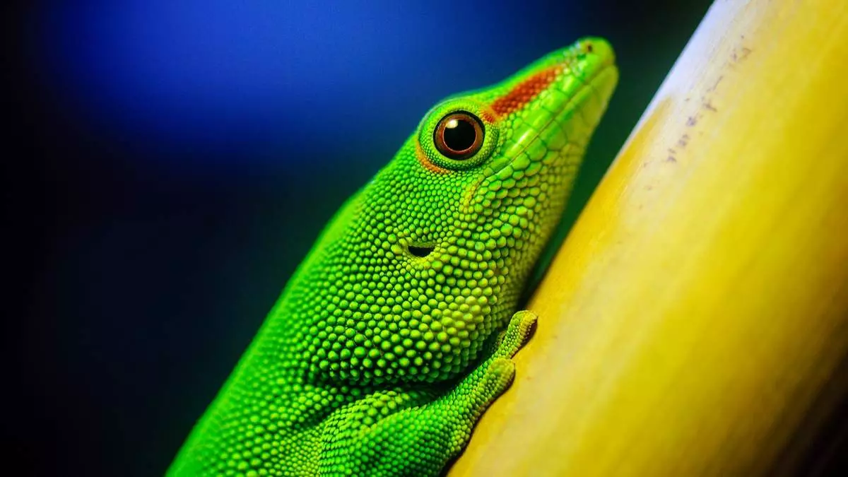 Máis preto dos anfibios: coñecer ao lagarto.