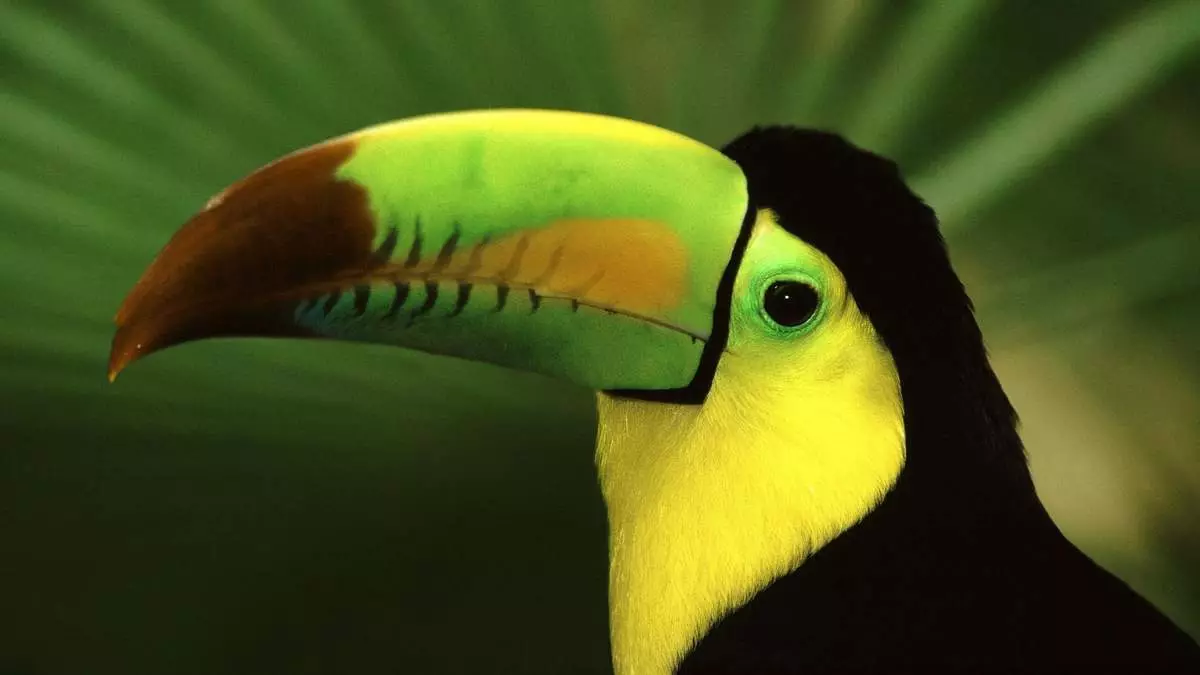 Die toucan toon sy belangrikste trekpleister - die bek.