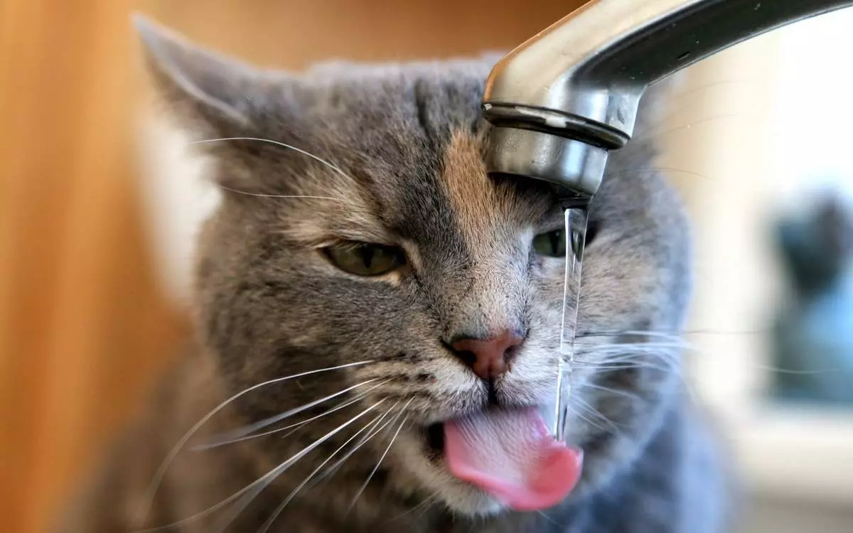 Die kat het nie verwag om aan die fotosessie deel te neem nie, maar besluit om water te drink.