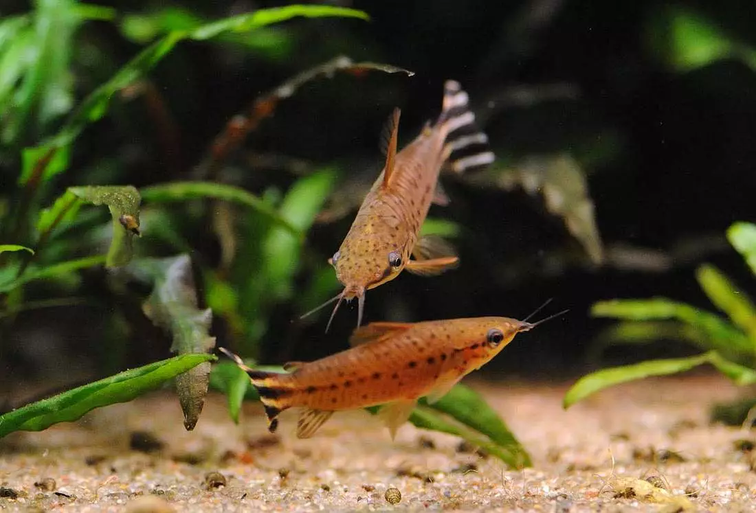 Striped Dianema (Dianema urostriatum).