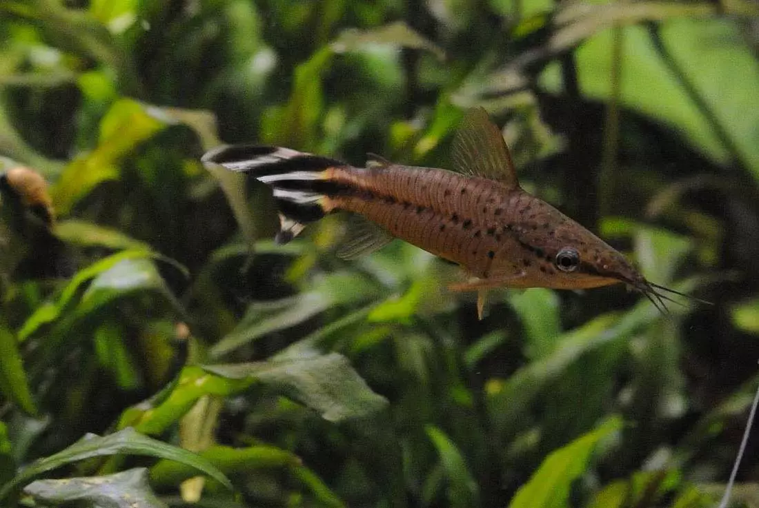 Dianema urostriates diwasa kanthi seksual sajrone setaun.