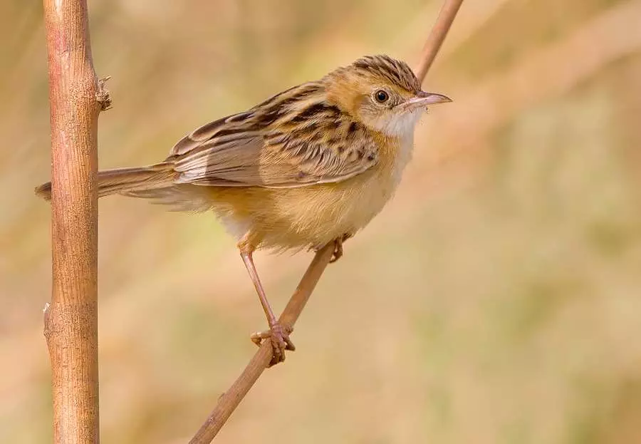 Cisticola em leque (Сisticola juncidis).