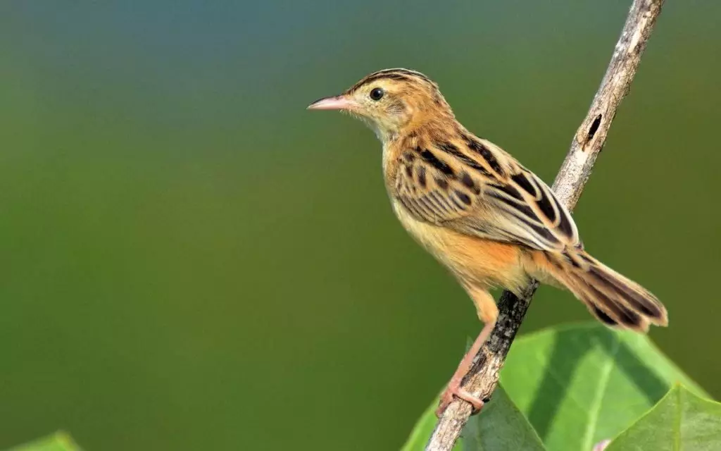 As populações do norte de cisticola dourada estão diminuindo no inverno.